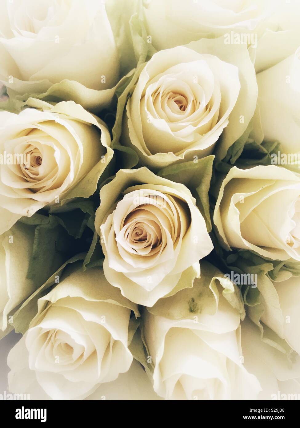 Cream roses hi-res stock photography and images - Alamy
