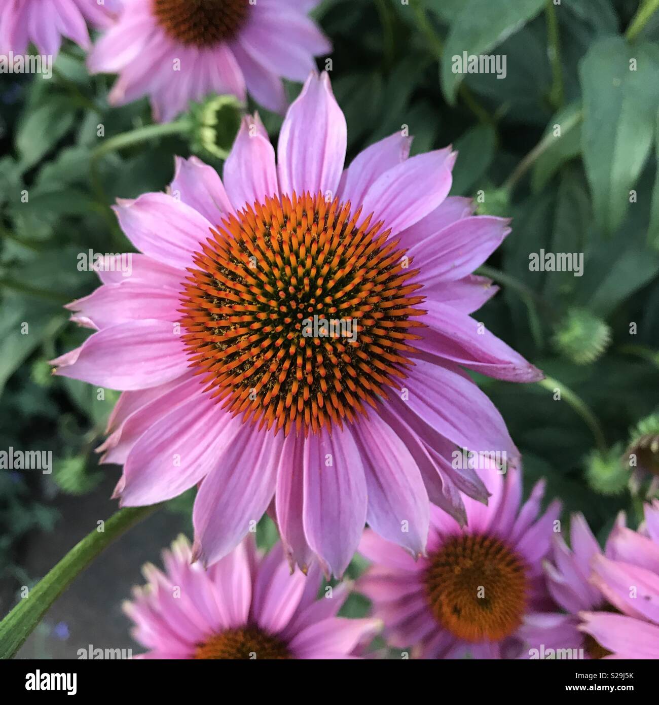 Cone flower (original Stock Photo - Alamy