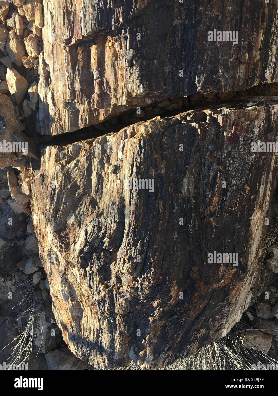 Petrified log. This tree slowly changed to stone Stock Photo - Alamy