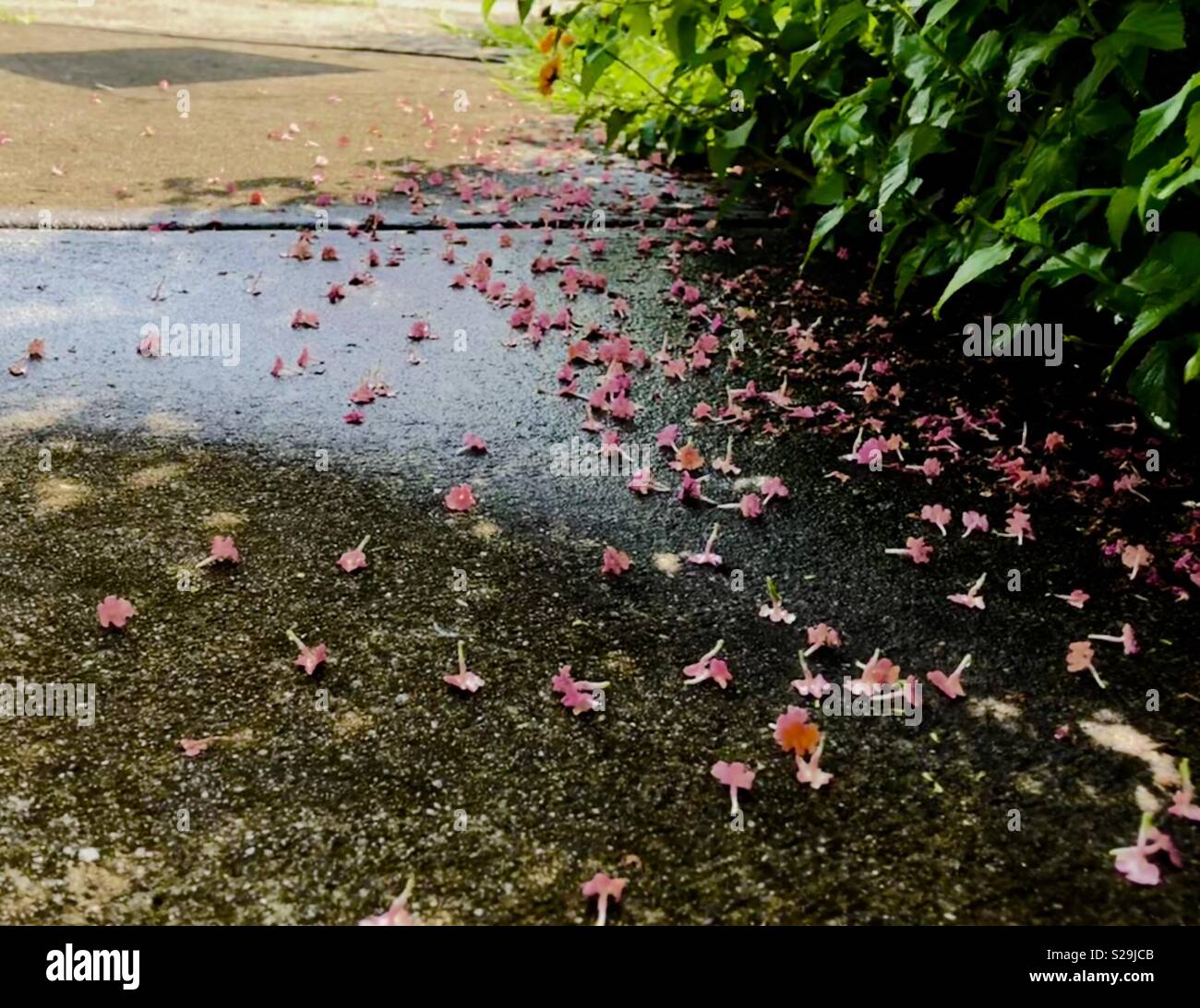 Sidewalk sunny hi-res stock photography and images - Alamy