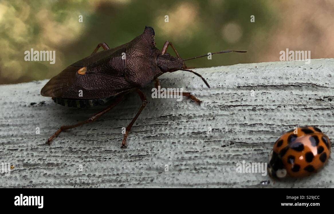 Sleeping bug hi-res stock photography and images - Alamy