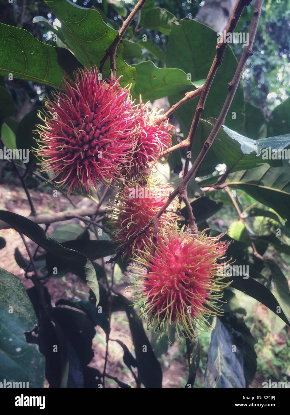Rambutan tree hi-res stock photography and images - Alamy