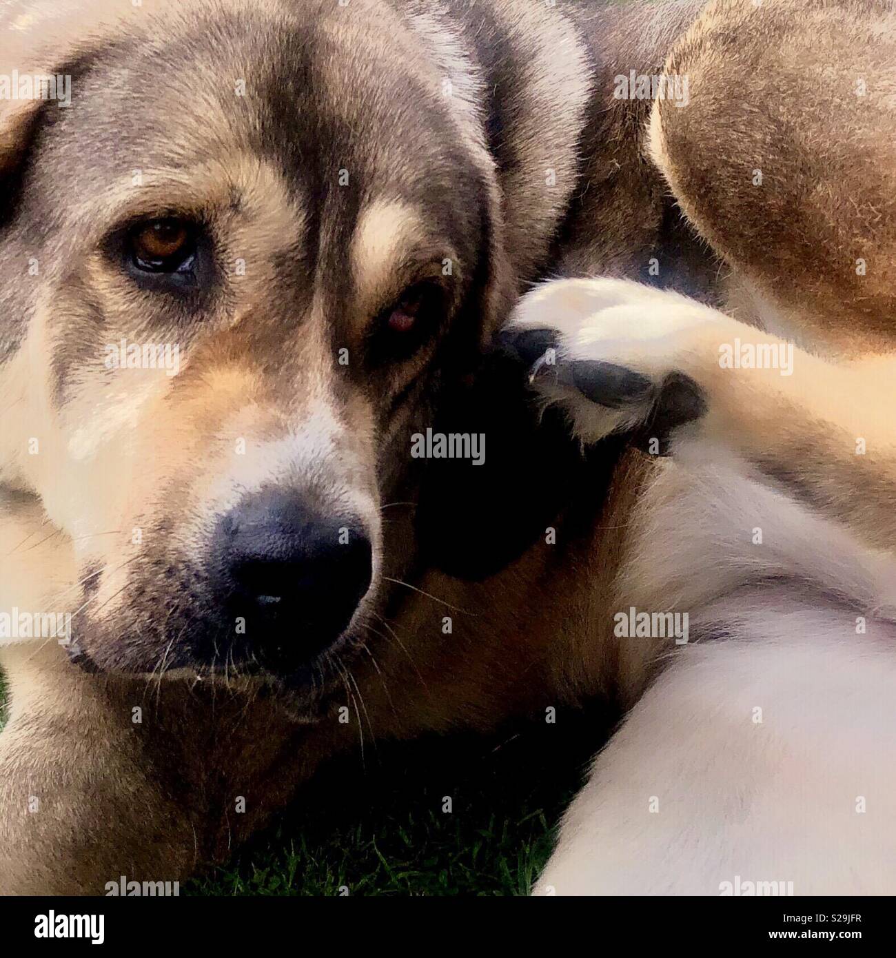 Dog having a scratch Stock Photo - Alamy