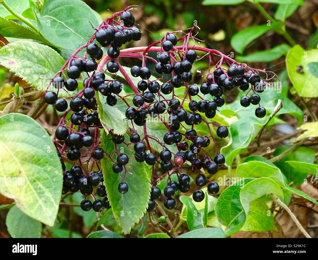 The elder hi-res stock photography and images - Alamy