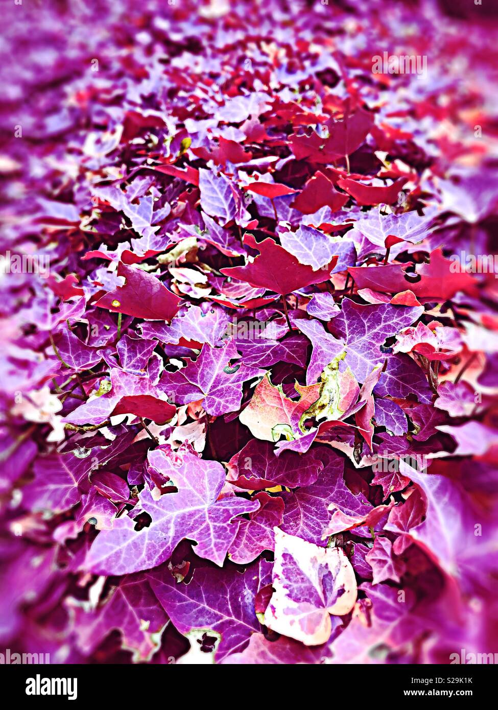 Dead alive plant hi-res stock photography and images - Alamy