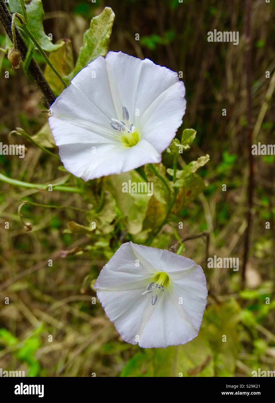 Bellbind hi-res stock photography and images - Alamy