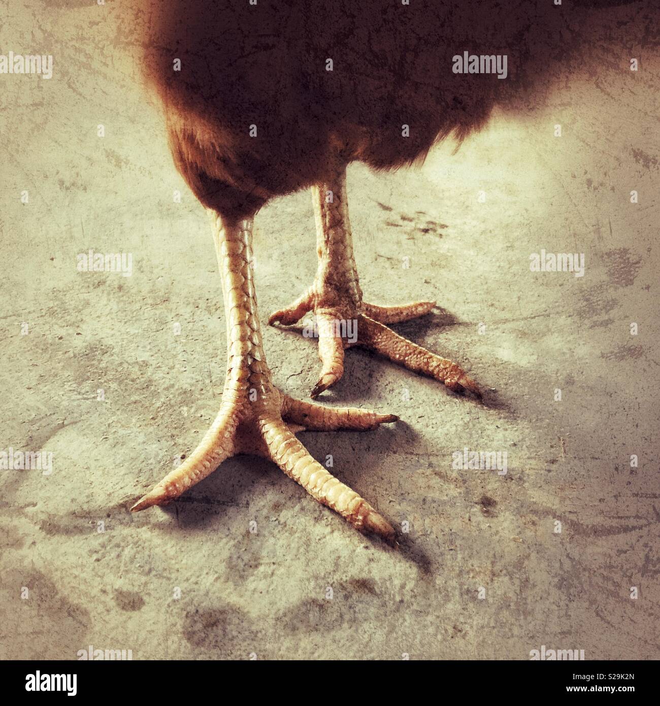 Creative closeup of chicken feet on concrete Stock Photo - Alamy
