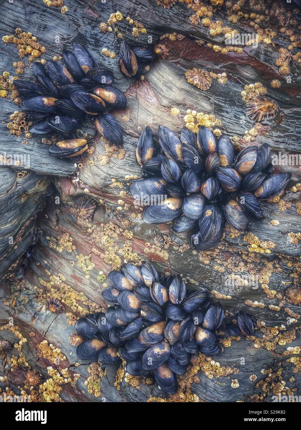 Forage for mussels hi-res stock photography and images - Alamy