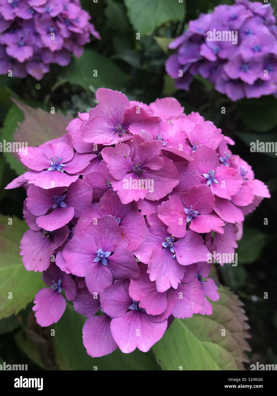 Purple hydrangeas hi-res stock photography and images - Alamy