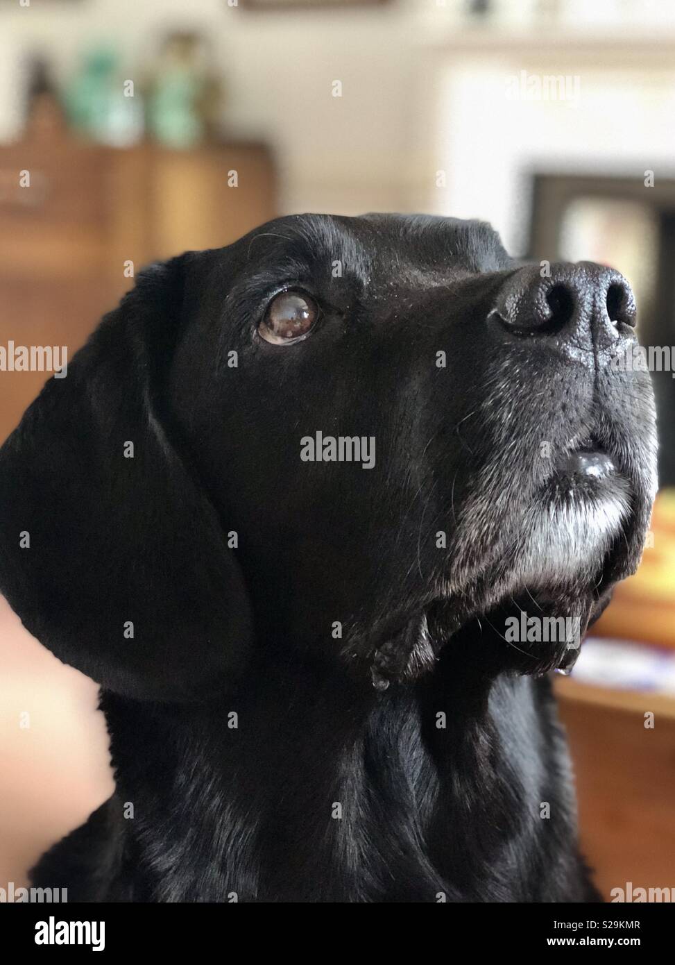 George the Springerdor Stock Photo - Alamy
