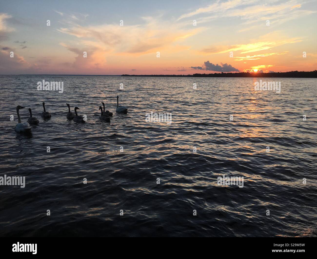 Family swim hi-res stock photography and images - Alamy