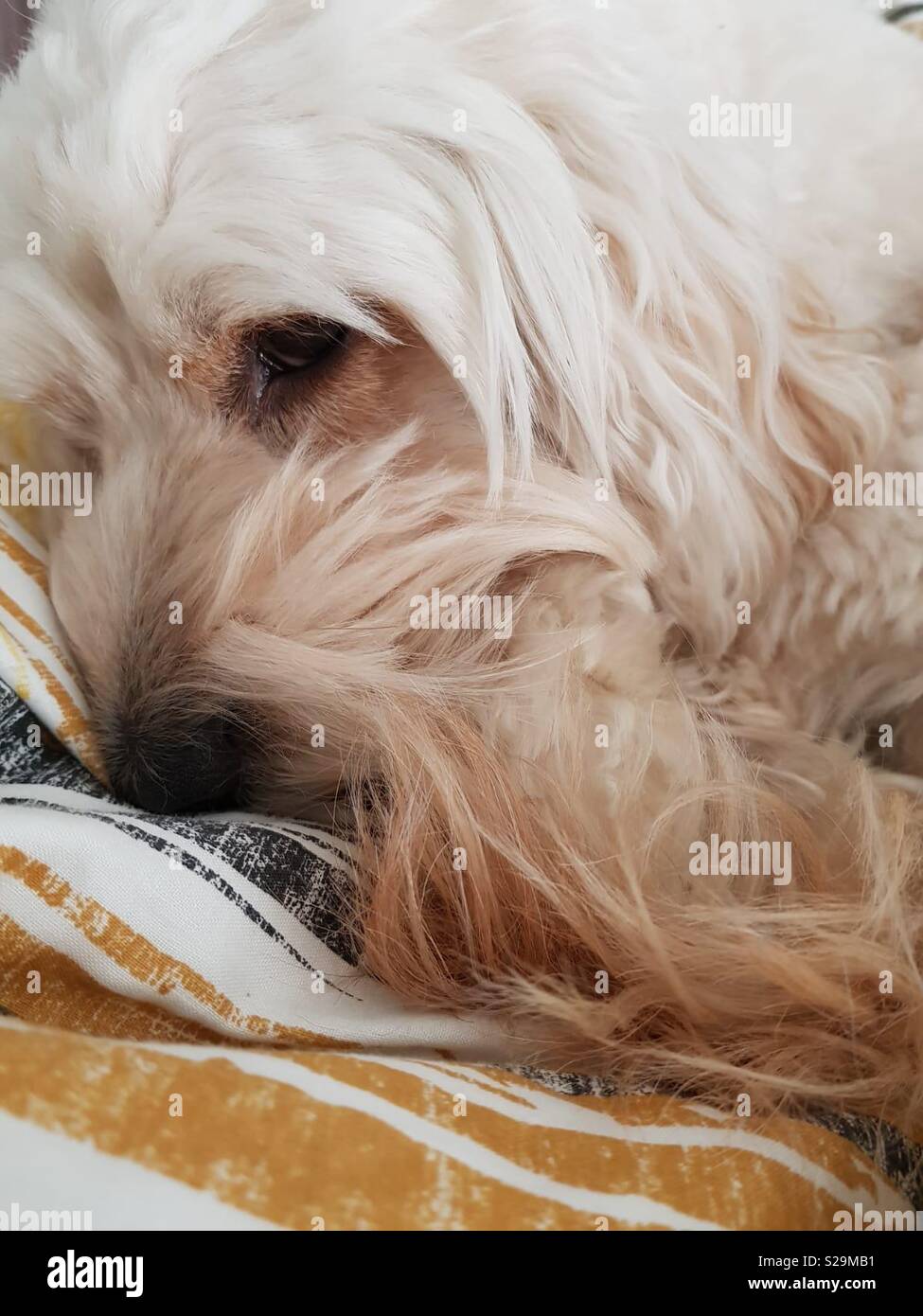 Cute puppy relaxing Stock Photo - Alamy