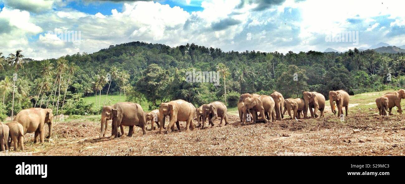 Group of elephants in a forest hi-res stock photography and images - Alamy