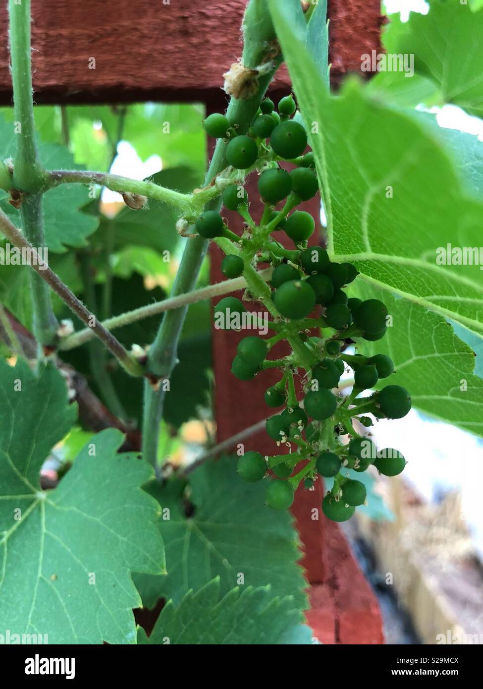 Grape vine in poly tunnel hi-res stock photography and images - Alamy