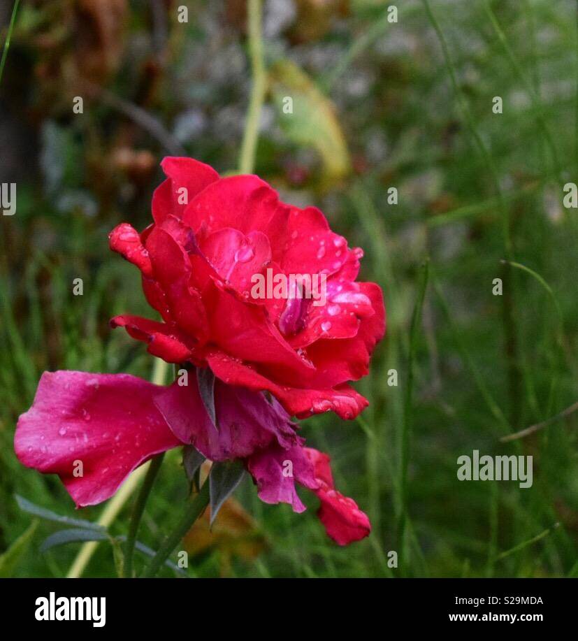 Pink flower in the rain hi-res stock photography and images - Alamy