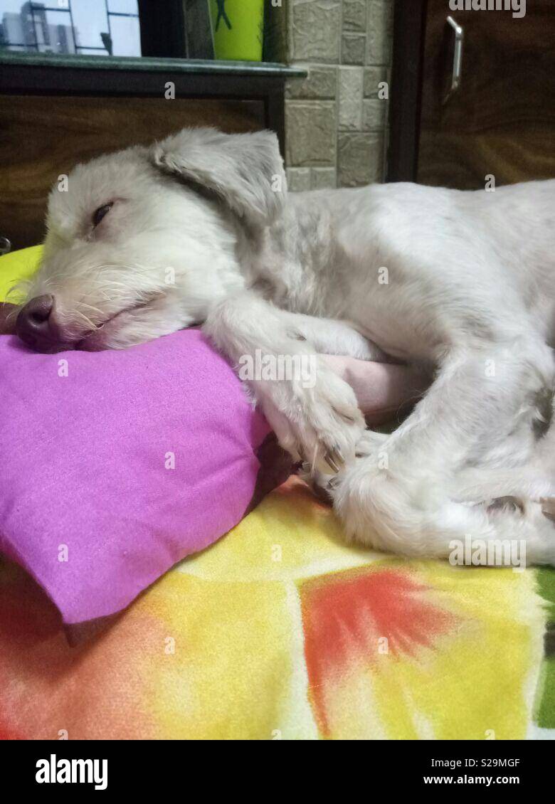 Do not disturb shoooo Stock Photo - Alamy