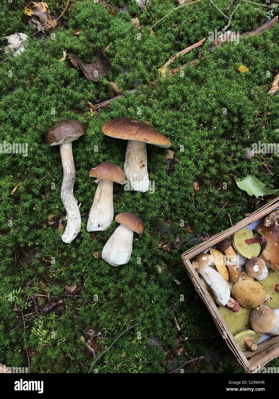 Mushroom picking in the forest Stock Photo - Alamy