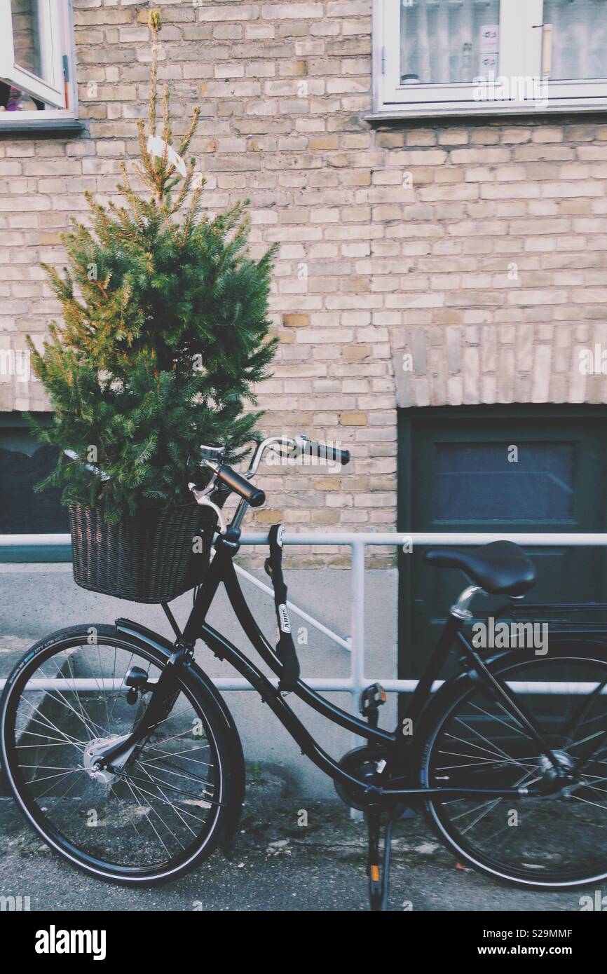 Transporting a christmas tree hi-res stock photography and images - Alamy
