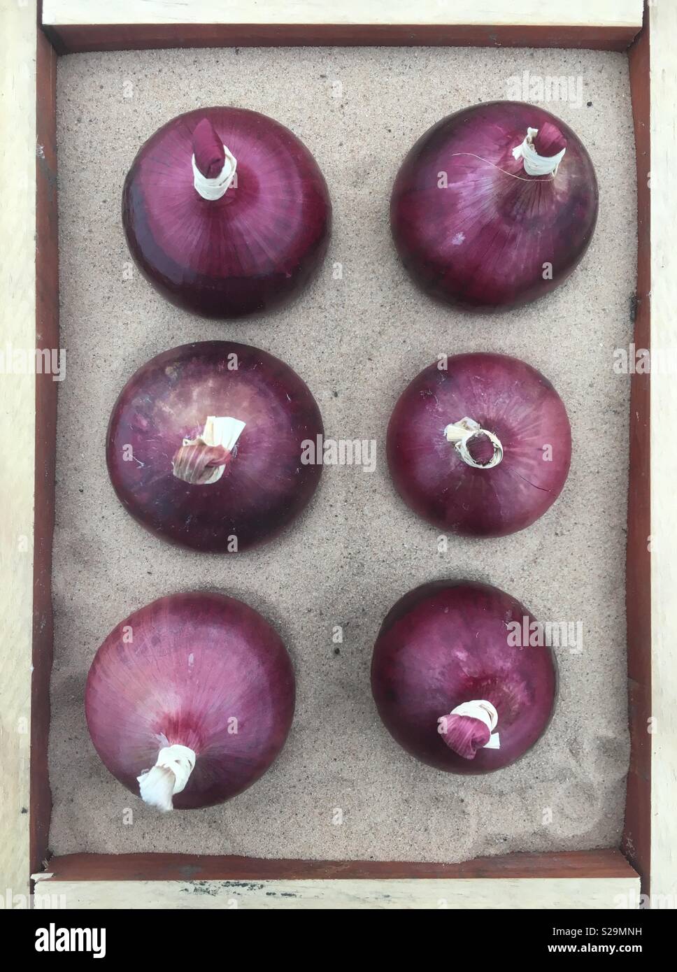 Wooden box of red show onions Stock Photo - Alamy