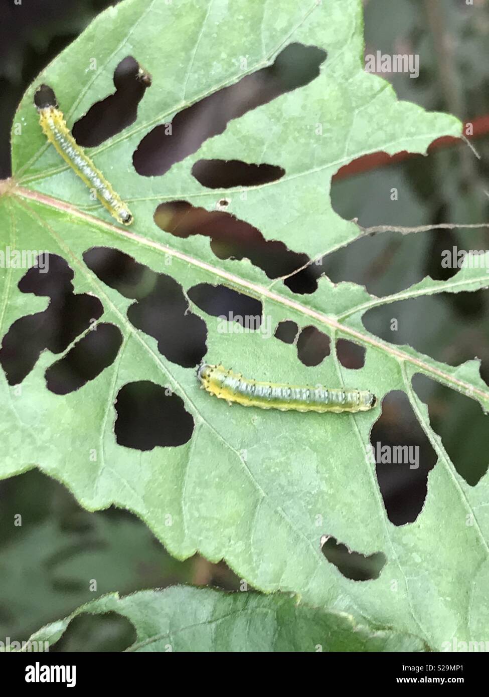 Plant eating bugs hi-res stock photography and images - Alamy
