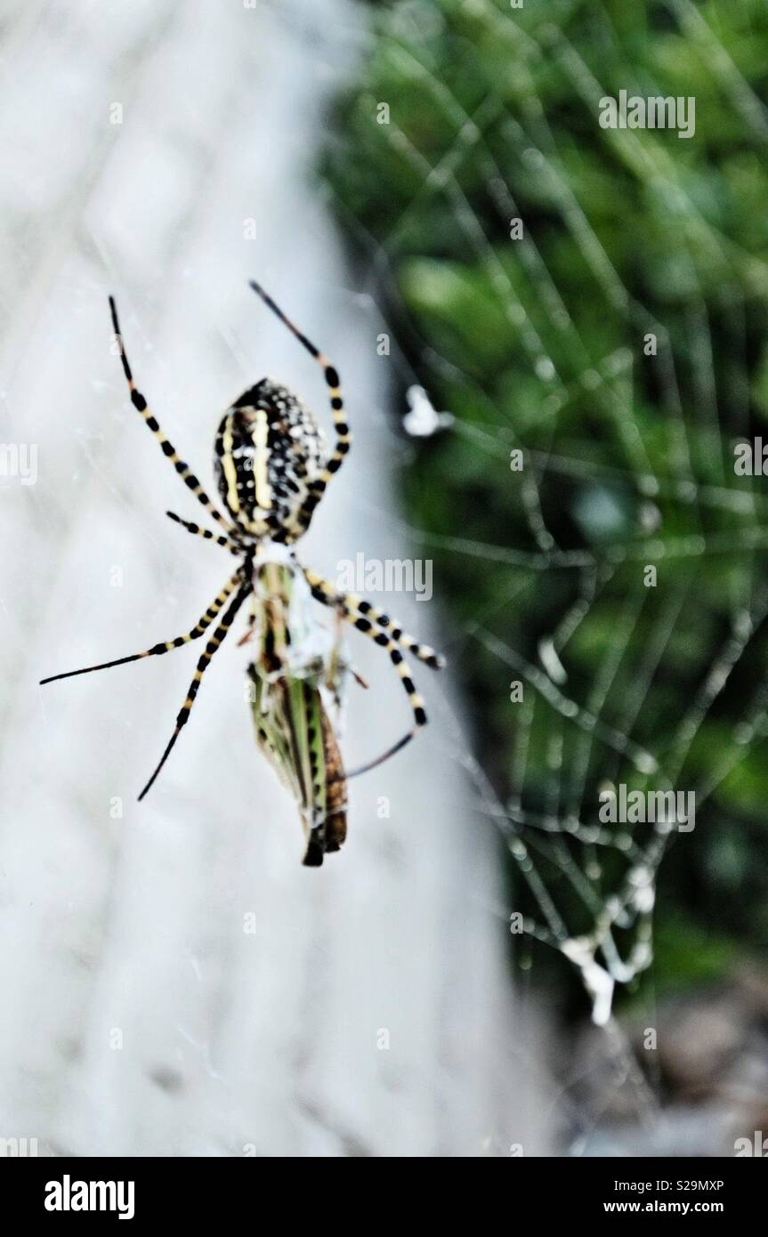 Spider and its prey Stock Photo - Alamy