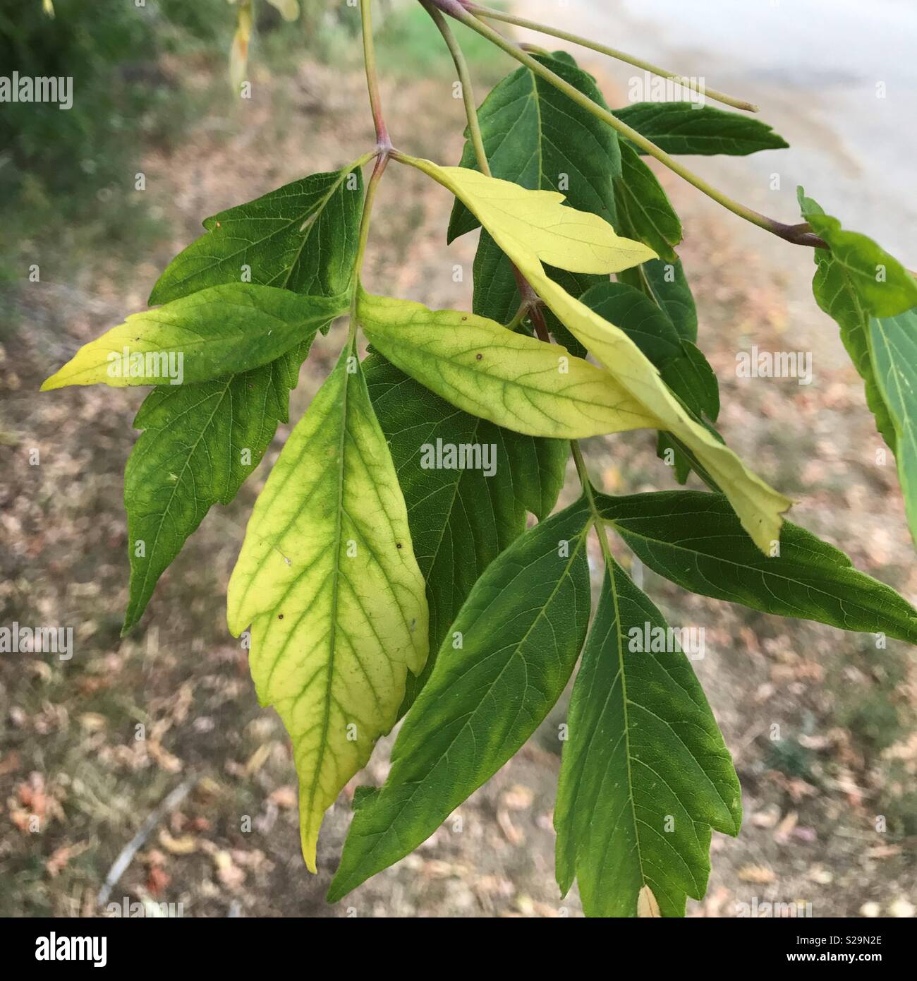 Tree with leaves turning yellow hi-res stock photography and images - Alamy