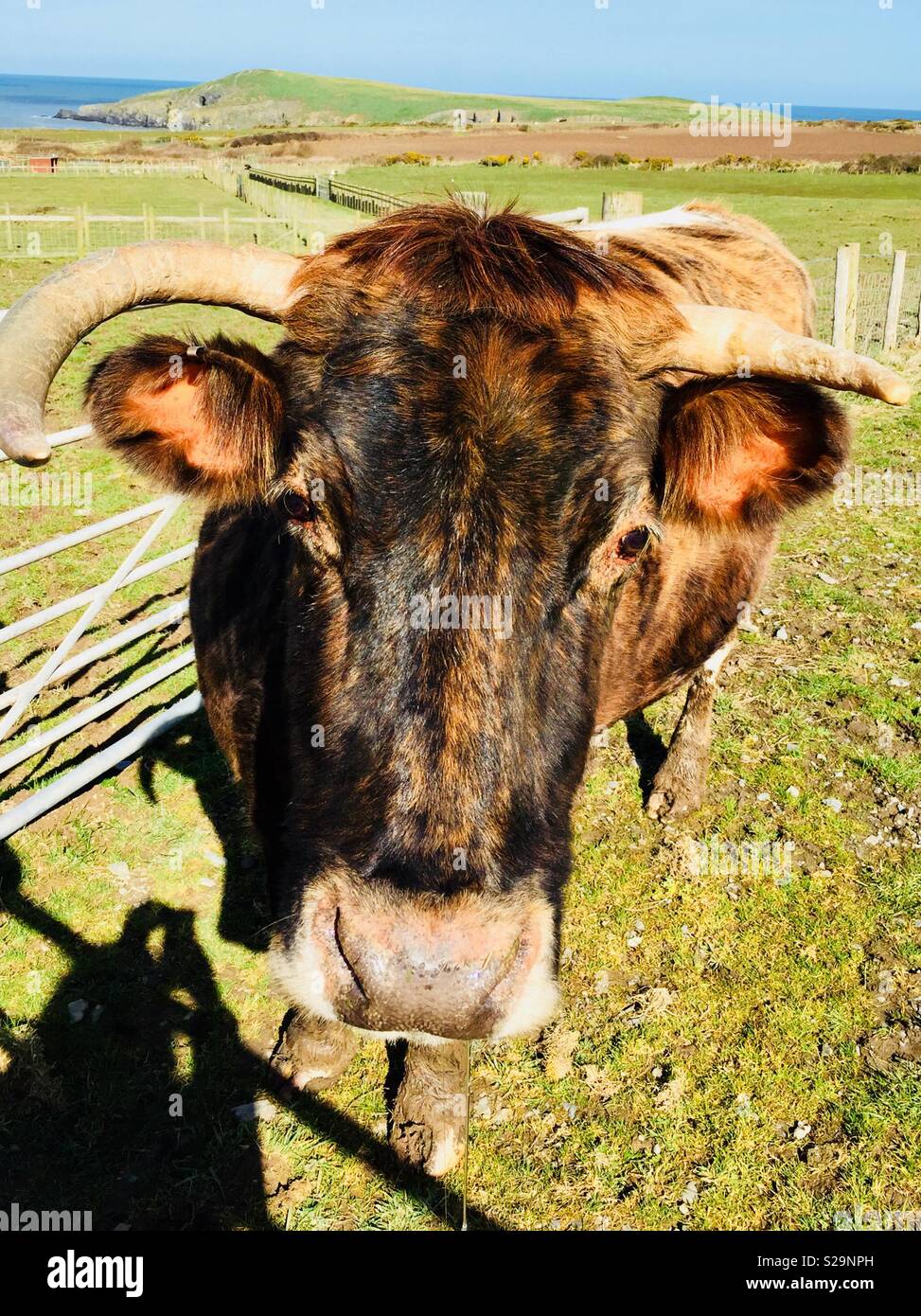 Bull cows horns hi-res stock photography and images - Alamy