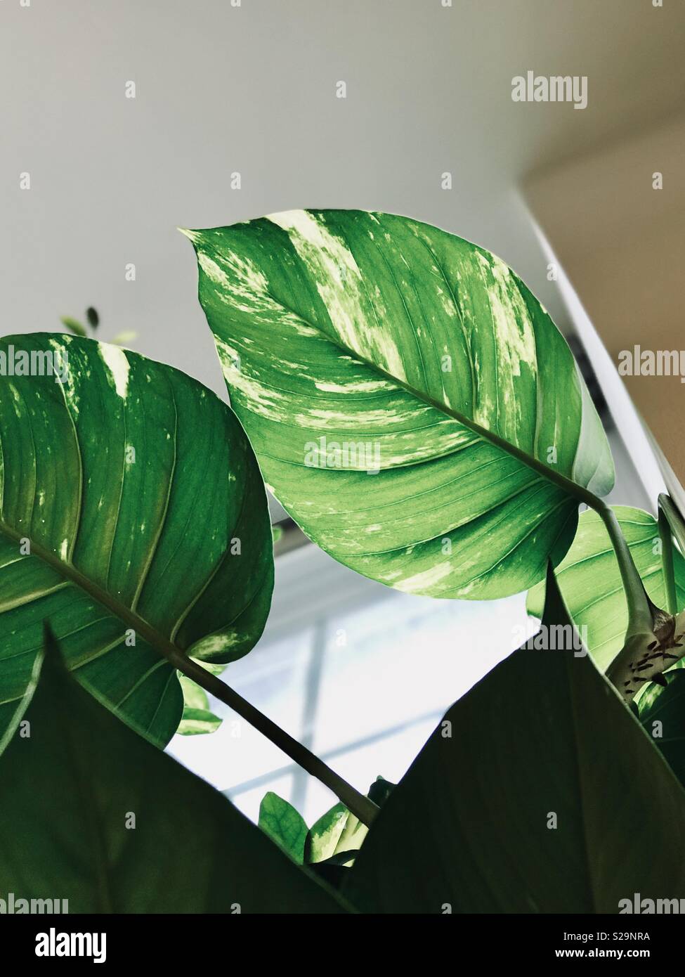 Translucent plant leaf hi-res stock photography and images - Alamy