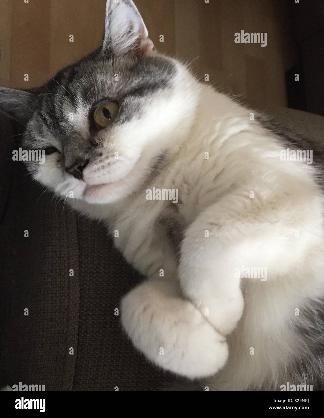 Winking begging cat Stock Photo - Alamy