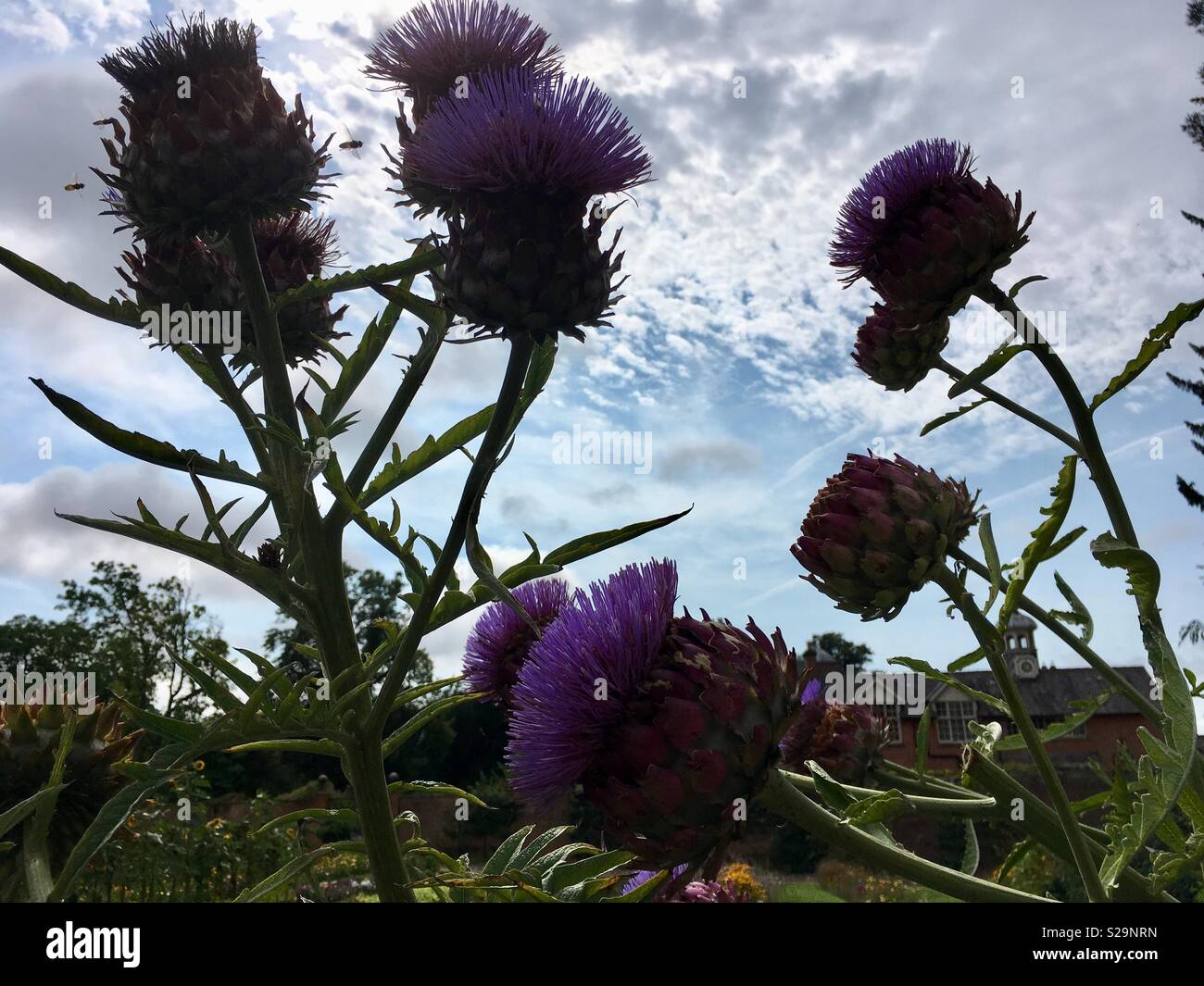 English thistles hi-res stock photography and images - Alamy