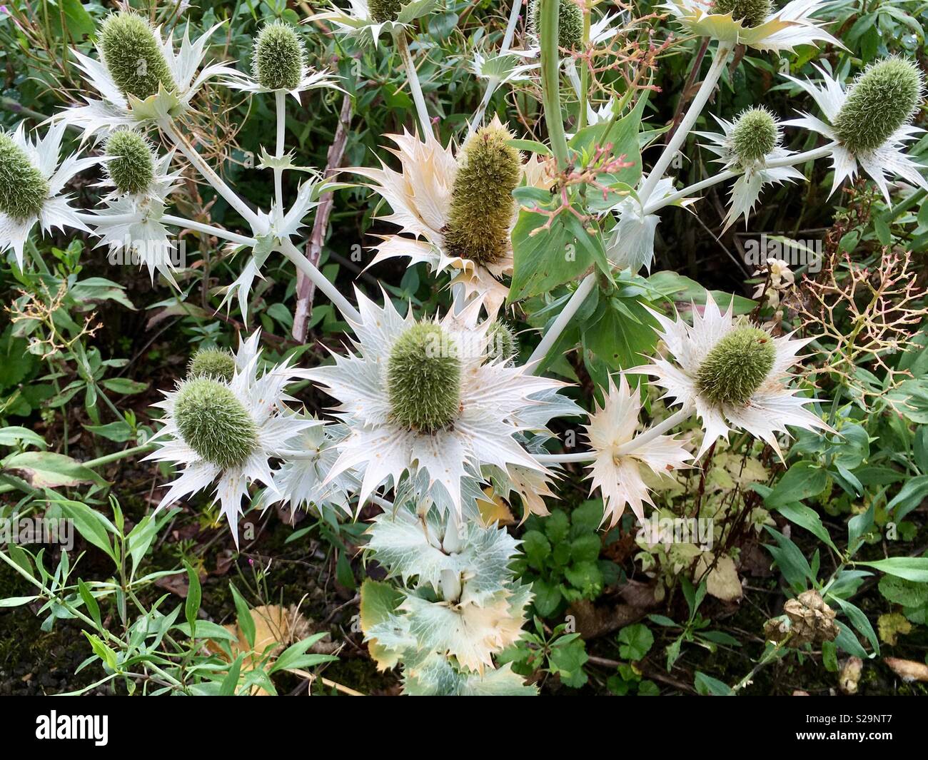 Spiky white flowers hi-res stock photography and images - Alamy