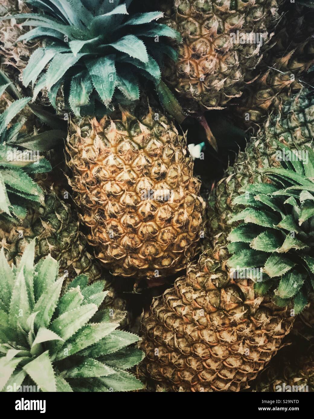 Pineapple Tumblr Wallpaper