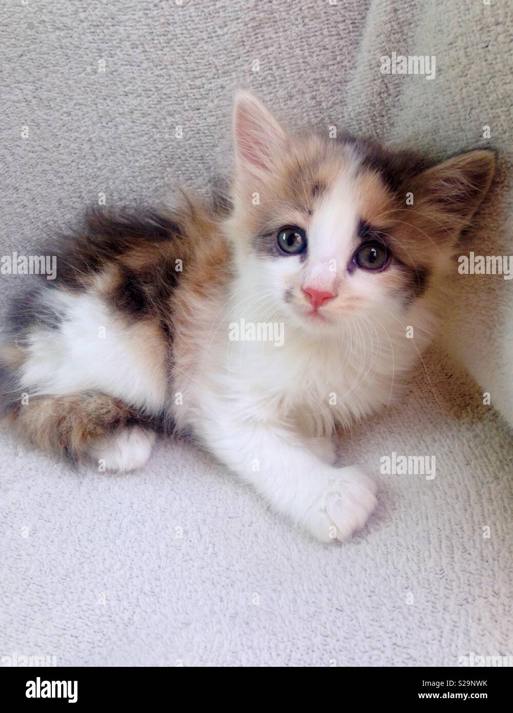 Fluffy Calico Kitten Stock Photo - Alamy