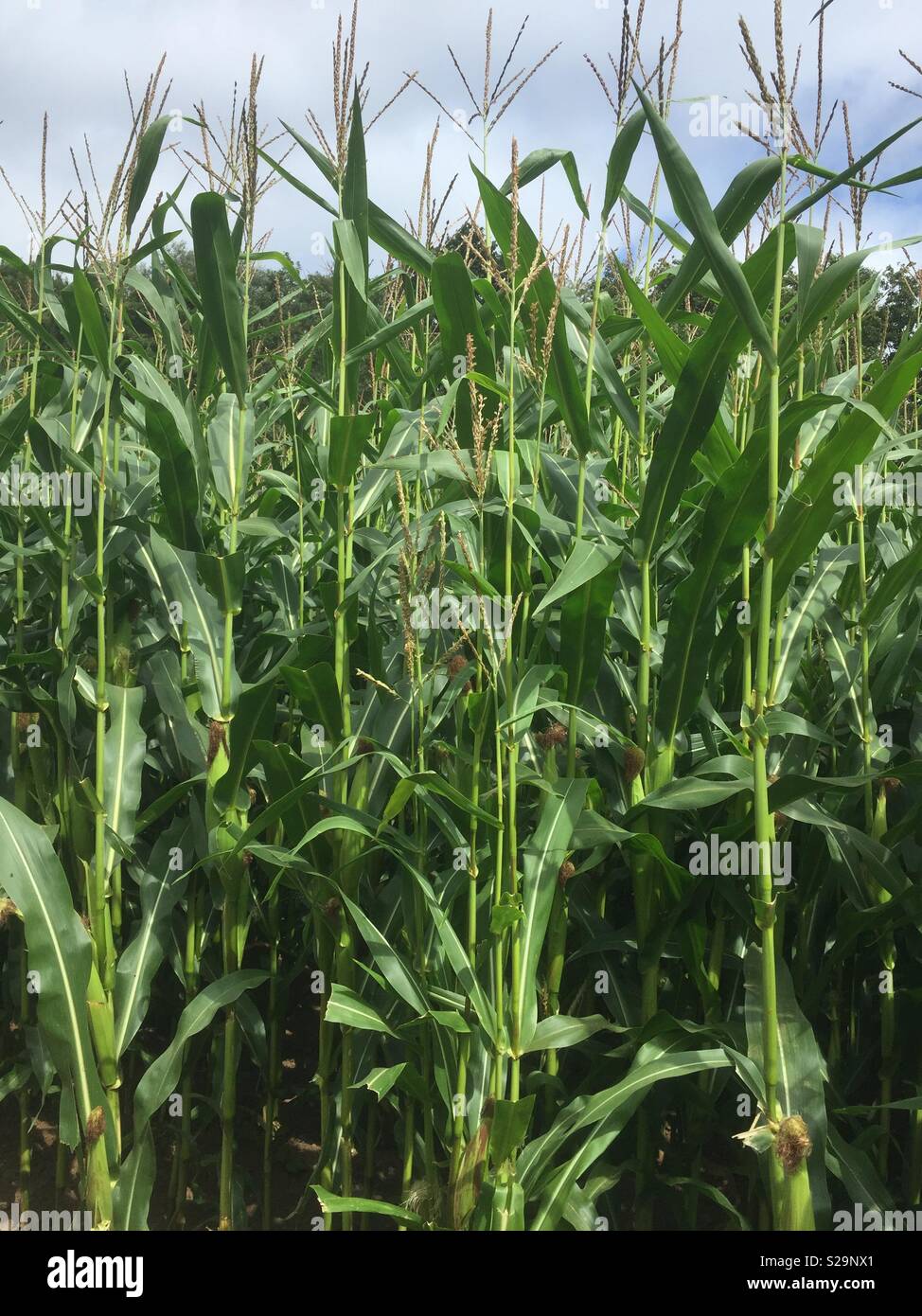 Maisie Stock Photos & Maisie Stock Images - Alamy