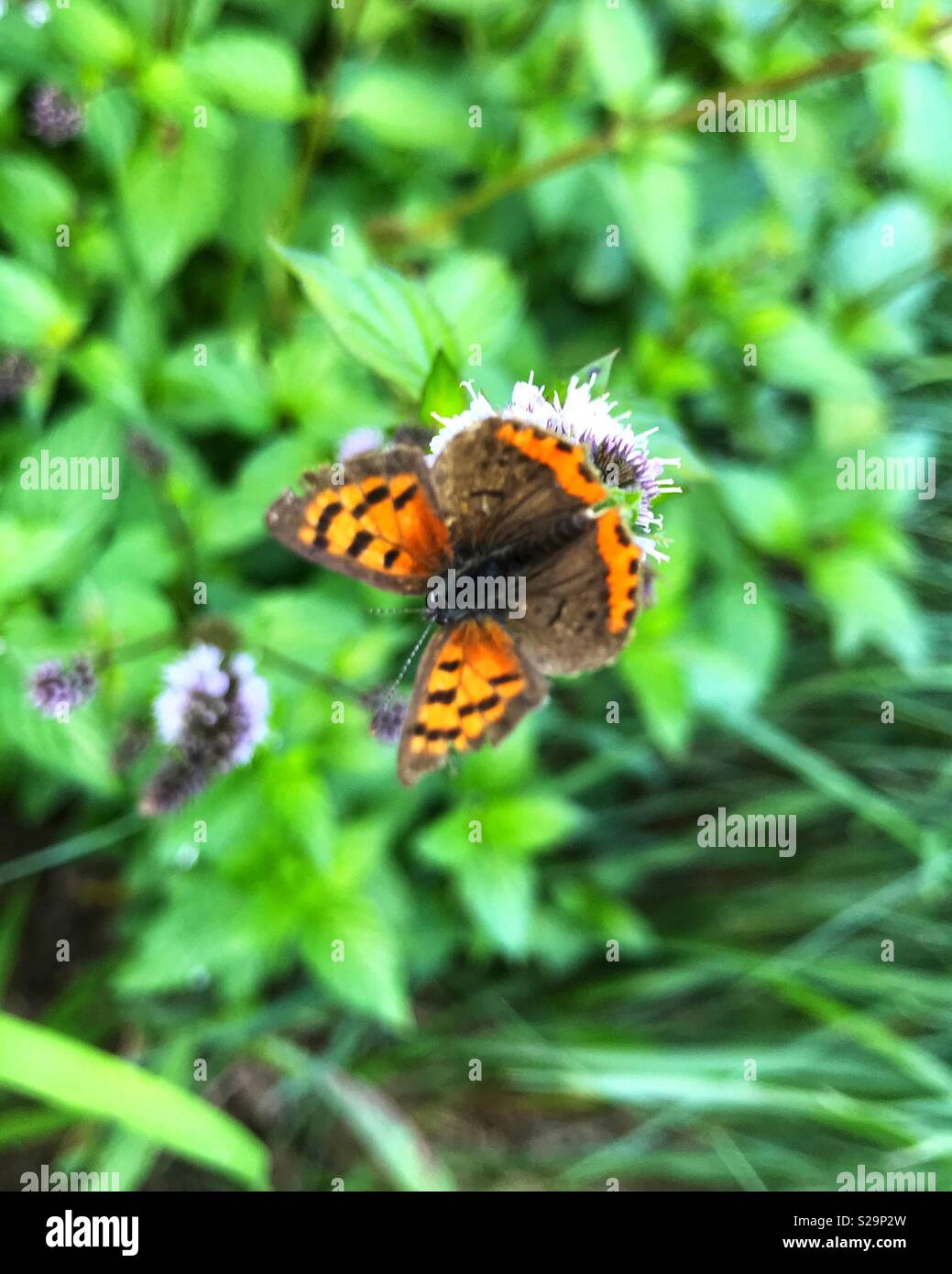 Moth butterfly hi-res stock photography and images - Alamy