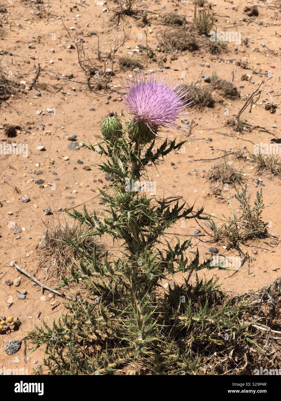 Desert thistle hi-res stock photography and images - Alamy