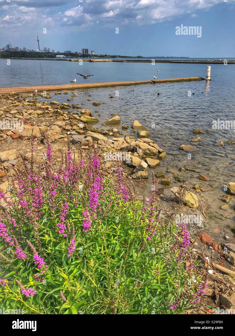 Lakeside view of Toronto’s skyline Stock Photo - Alamy