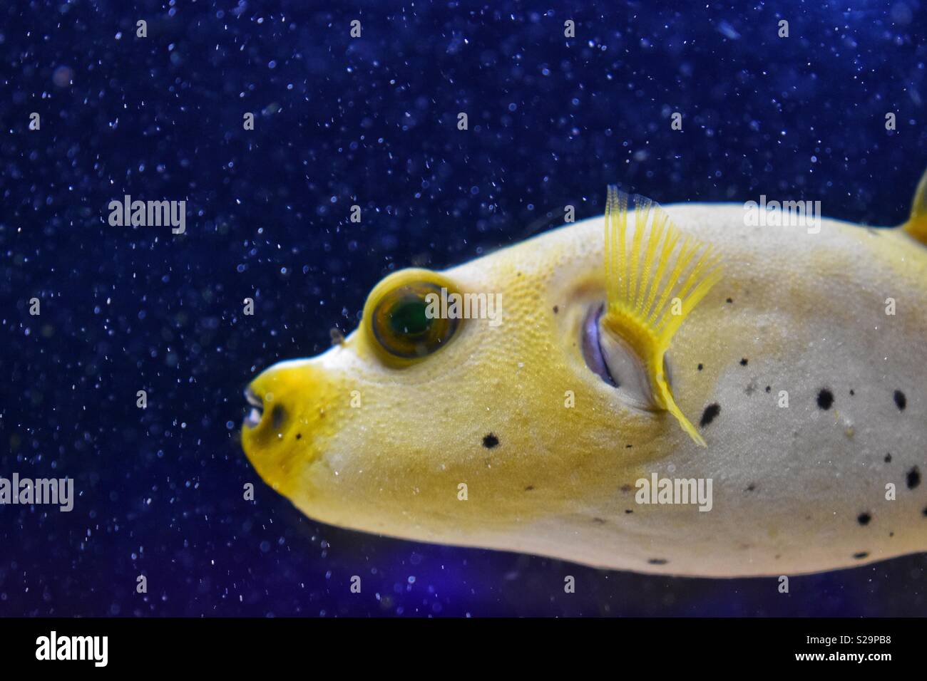 Puffer fish blue sea hi-res stock photography and images - Alamy