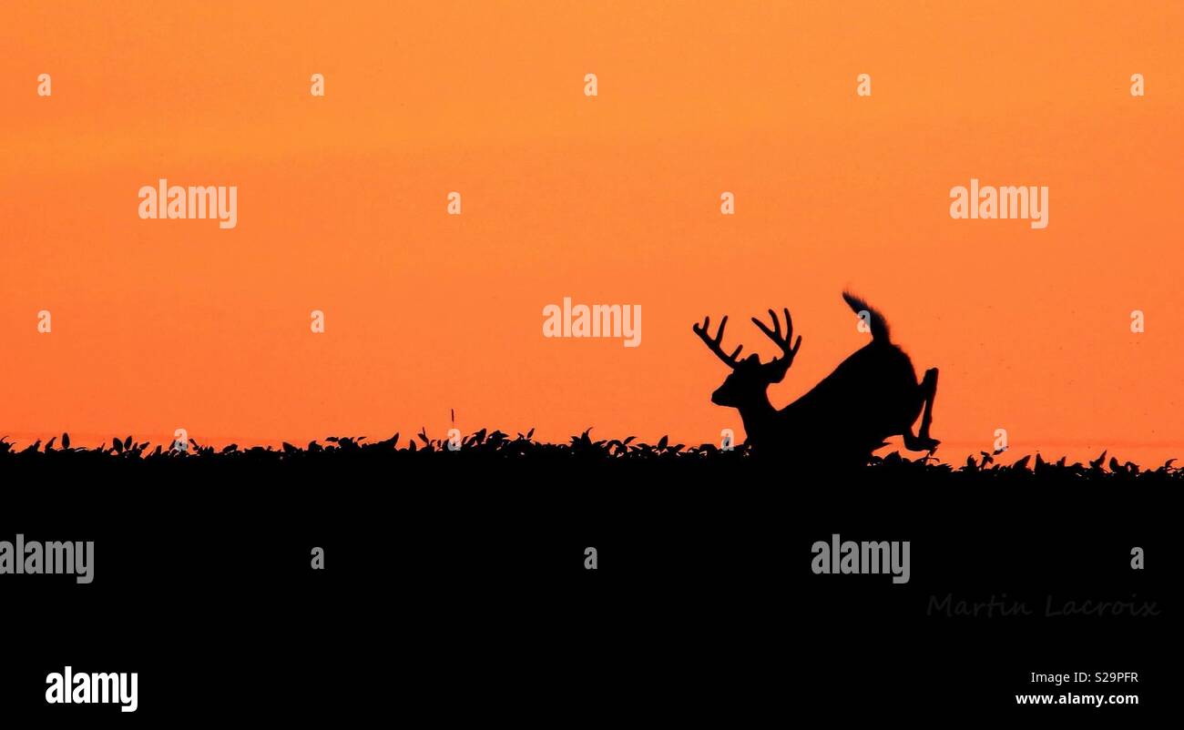 Deer with white tale Stock Photo - Alamy