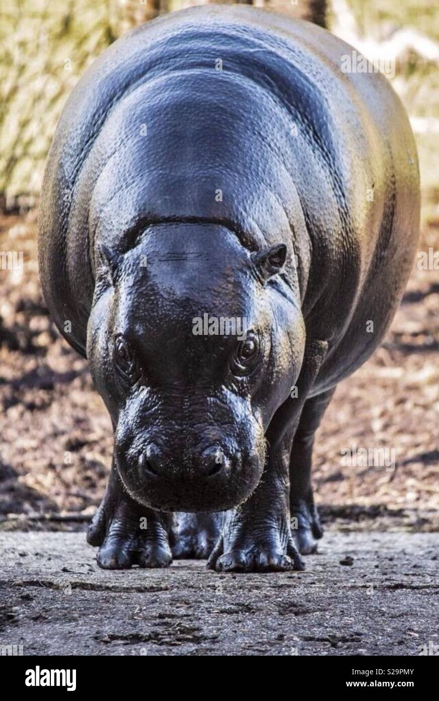 Pygmy hippo hi-res stock photography and images - Alamy