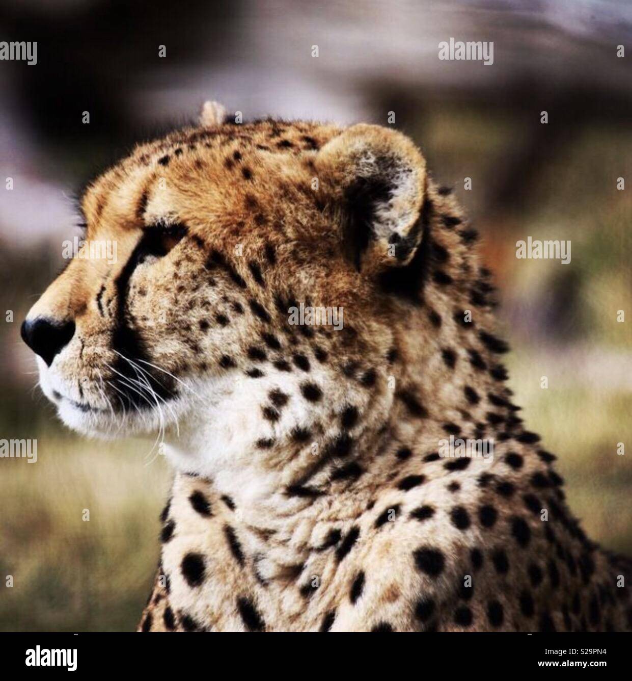 Cheetah photography hi-res stock photography and images - Alamy