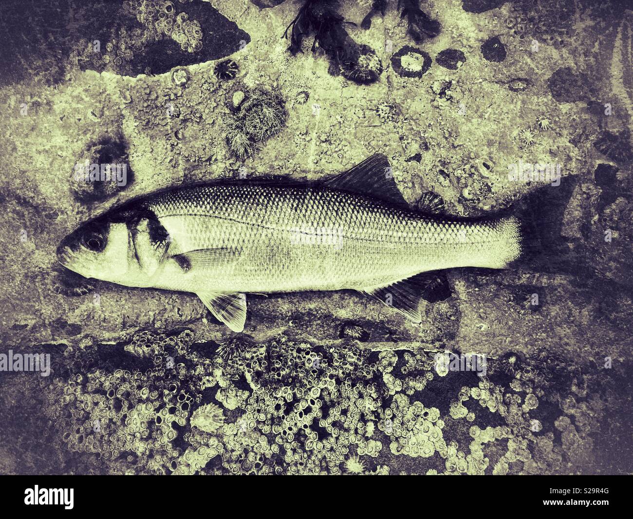 Bass ( Dicentrarchus labrax) lying in a pool Stock Photo - Alamy