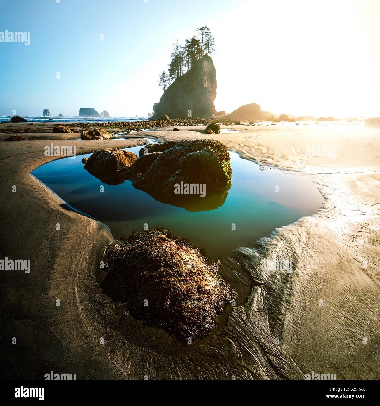 Olympic peninsula and spring hi-res stock photography and images - Alamy