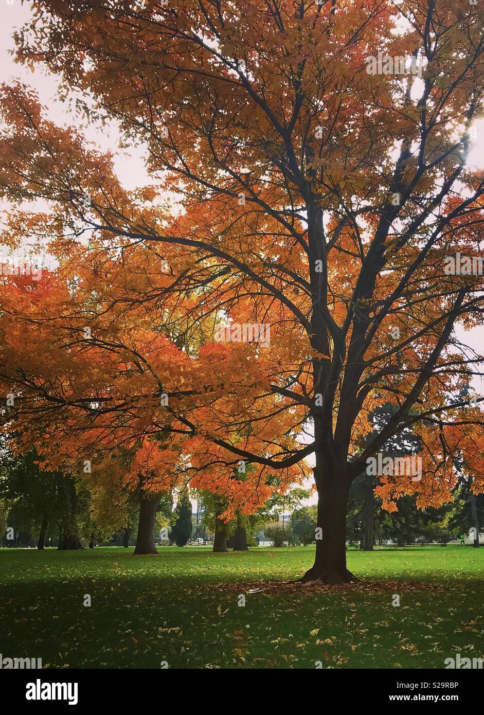 Giant tree in the fall Stock Photo - Alamy