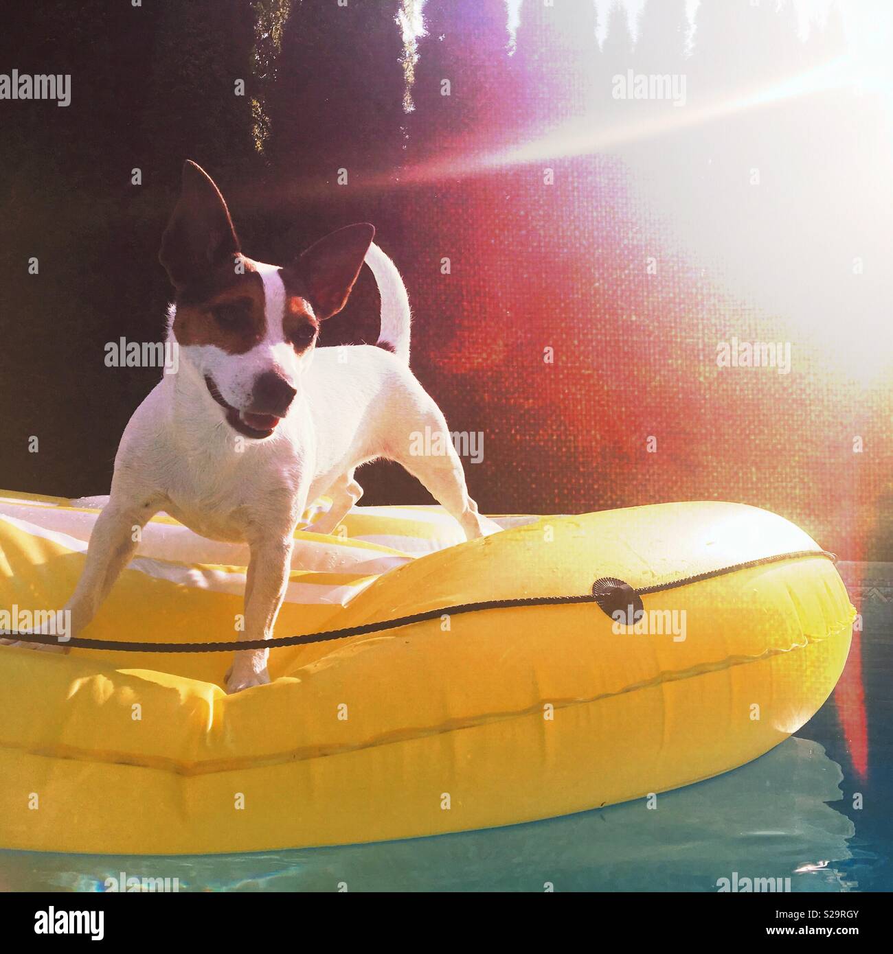Jack Russell Terrier dog balancing on a pool float on a sunny day ...
