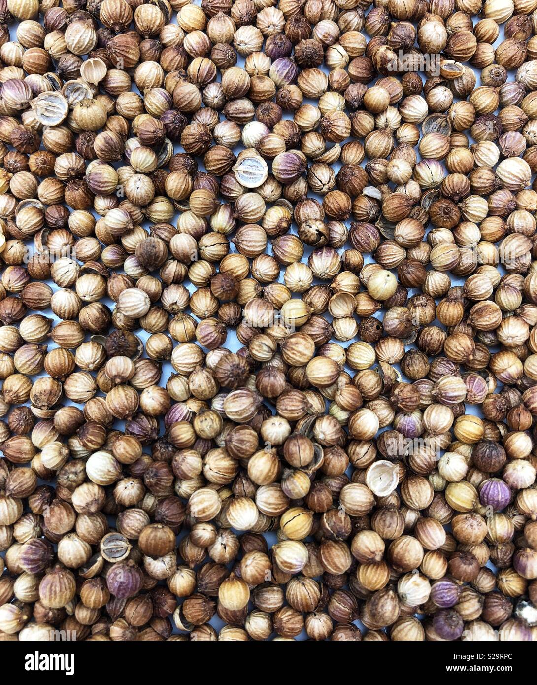 Culinary seeds hi-res stock photography and images - Alamy