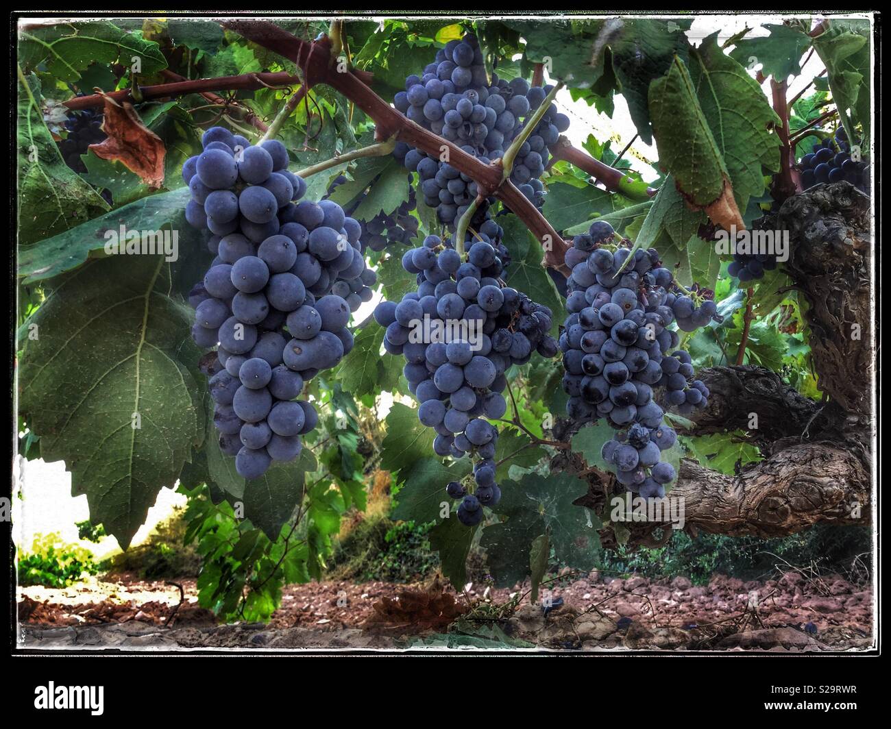 Carignan grape hi-res stock photography and images - Alamy