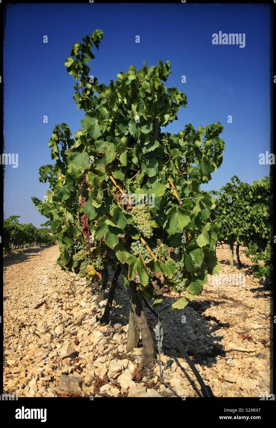 Moscatel grape hi-res stock photography and images - Alamy