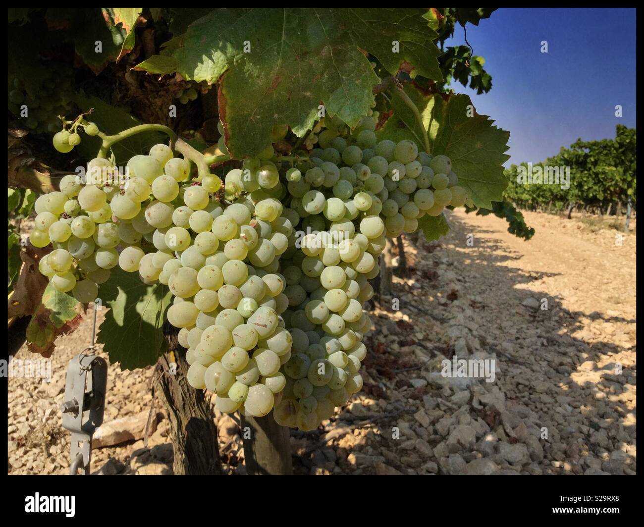 Moscatel vine hi-res stock photography and images - Alamy
