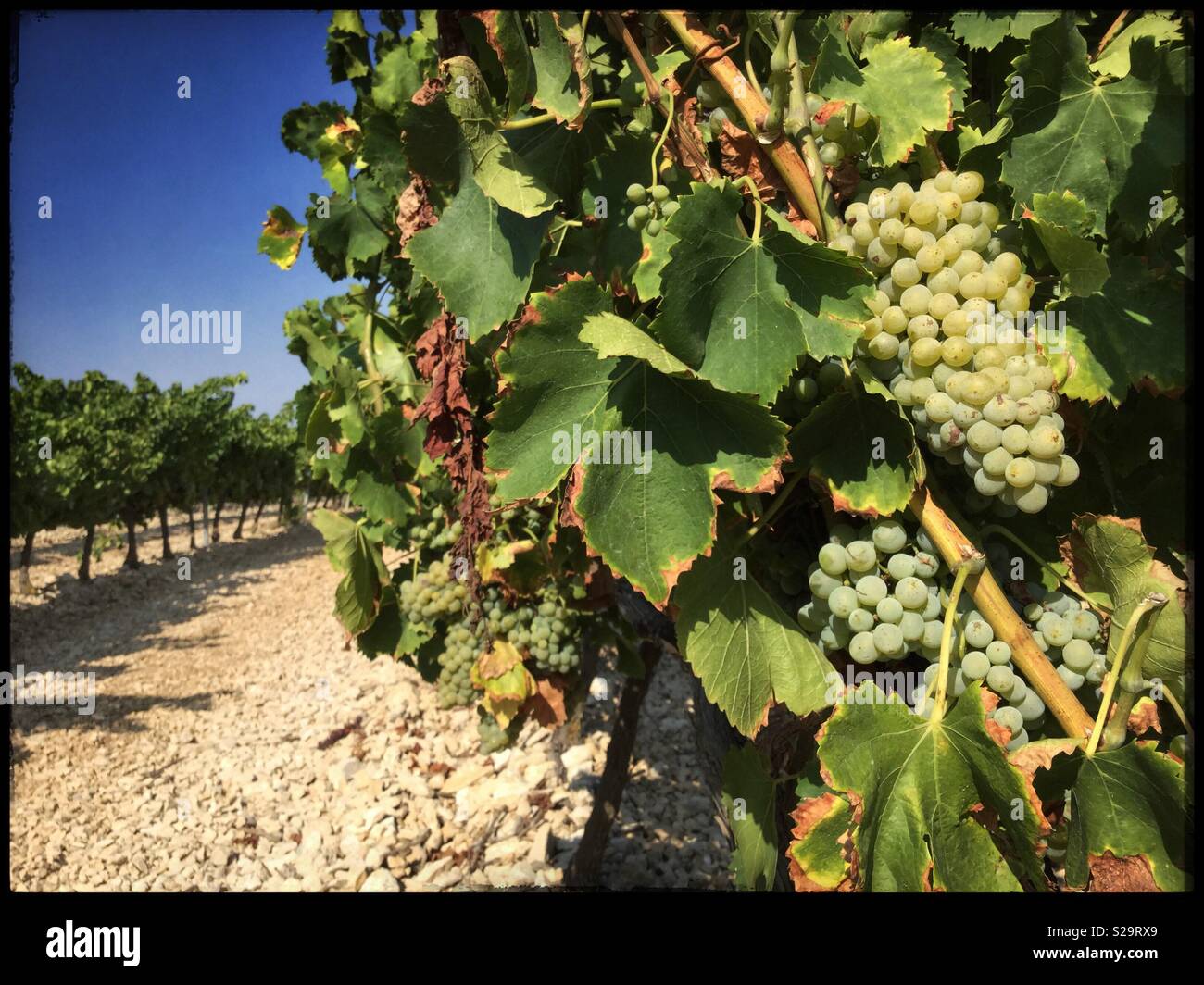 Moscatel hi-res stock photography and images - Alamy